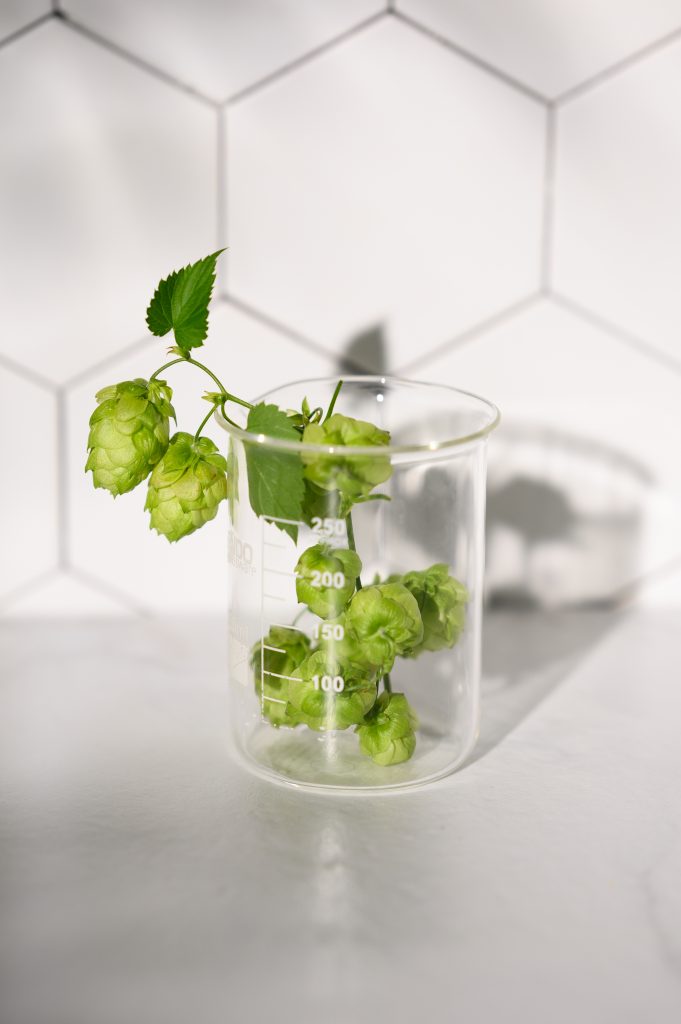 The power of Xanthohumol – Xantho Store BE